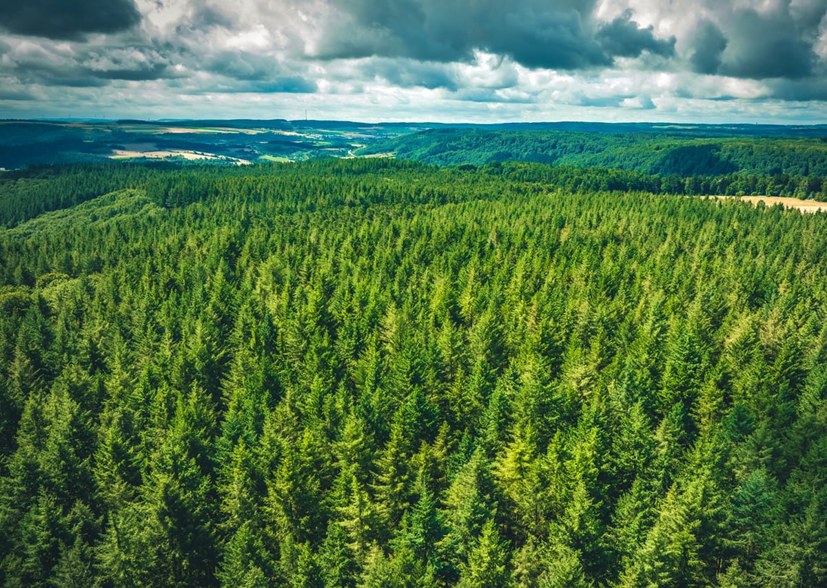 Evergreen Magazine Archive