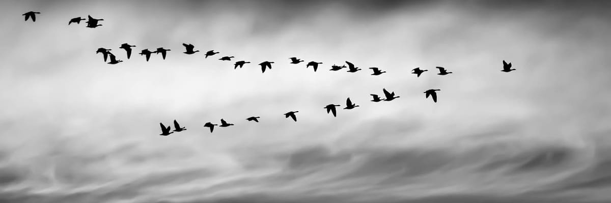 The Sense of a Goose